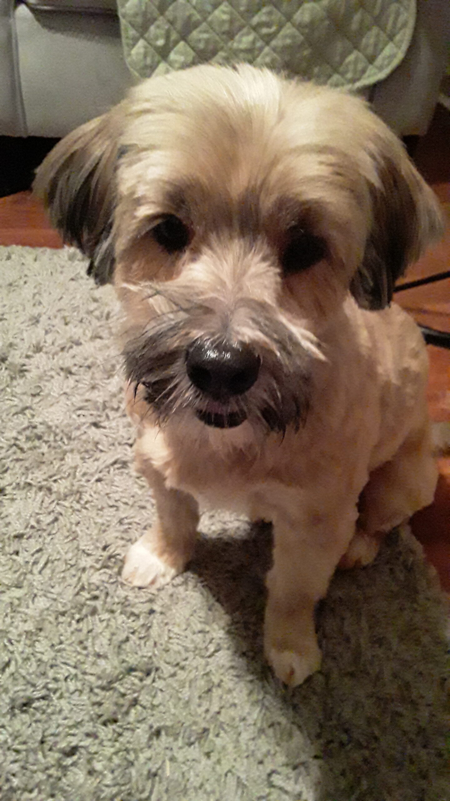 Introduction to my family | Comfy Critters Pet Sitting and Dog Walking